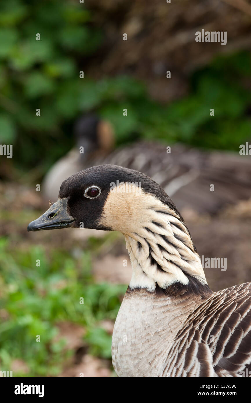 Gander goose geese hi-res stock photography and images - Alamy