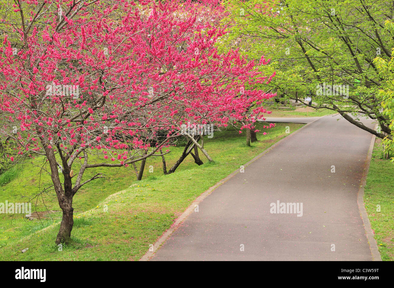 Park in Spring Stock Photo - Alamy