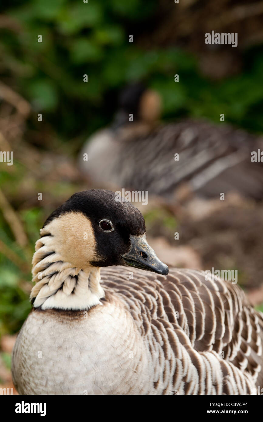 Hawaiian geese hi-res stock photography and images - Alamy