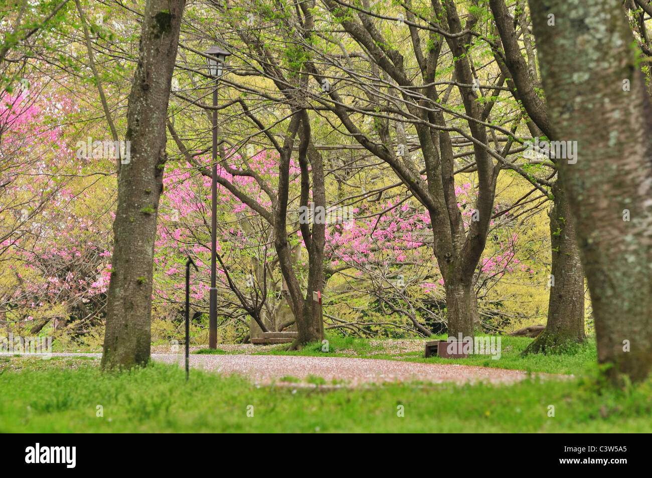 Park in Spring Stock Photo - Alamy