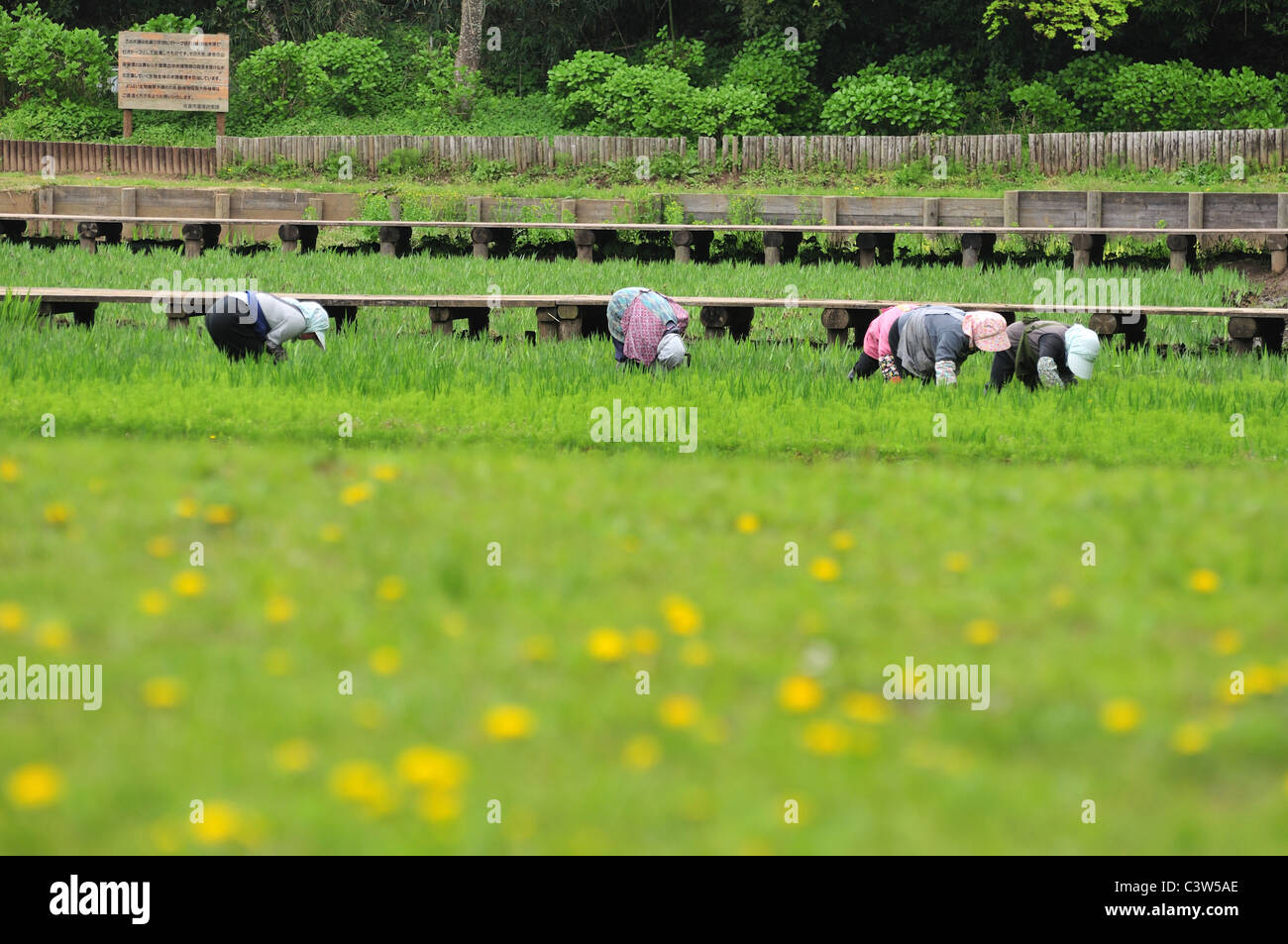 Women in agriculture in japan hi-res stock photography and images - Alamy