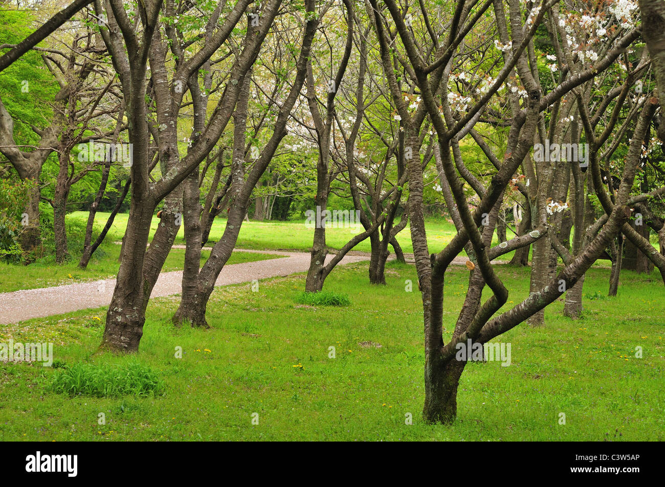 Park in spring Stock Photo - Alamy