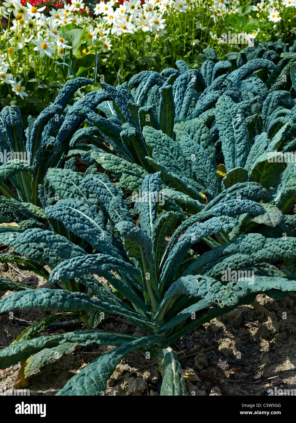 The Vegetable Garden at the Chateau du Rivau Stock Photo - Alamy