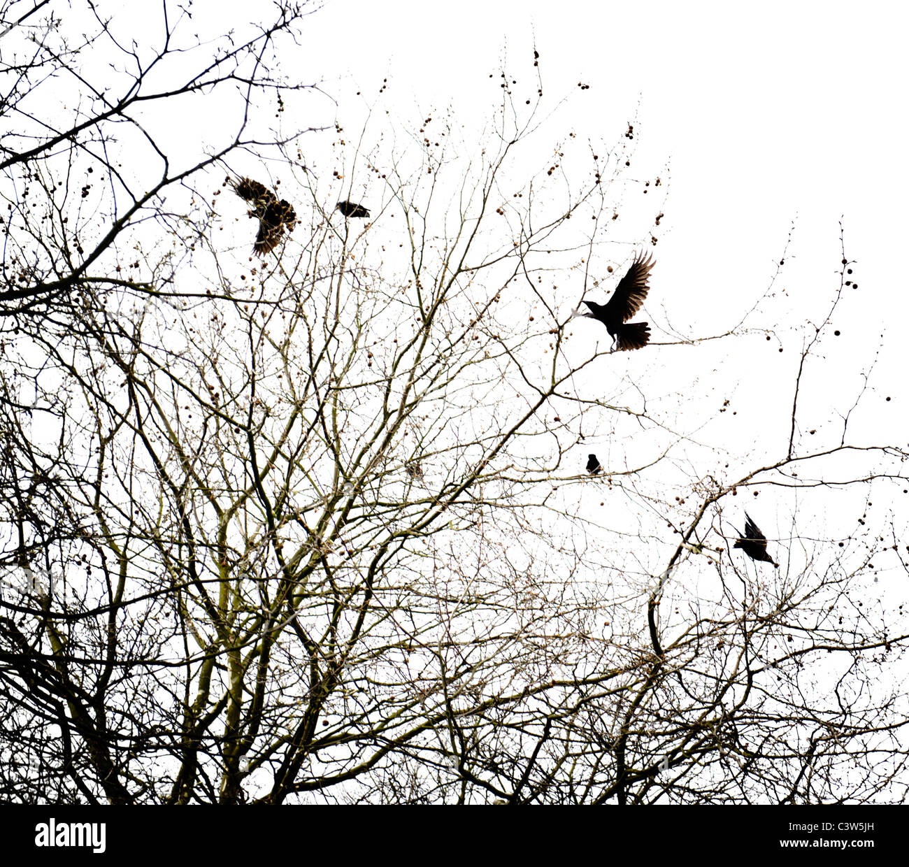 black crow and tree silhouette on white sky Stock Photo - Alamy
