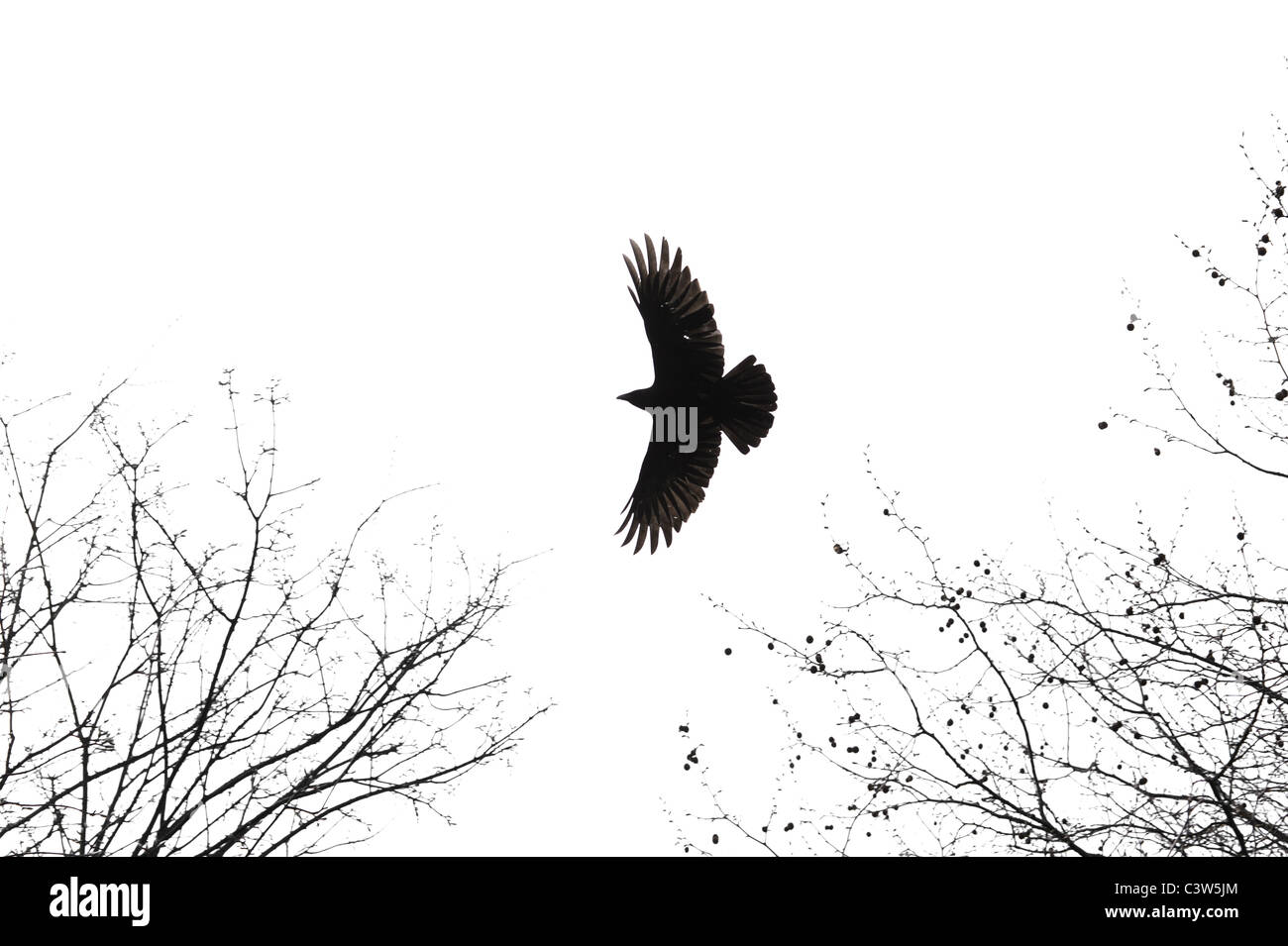 Crow silhouette hi-res stock photography and images - Alamy