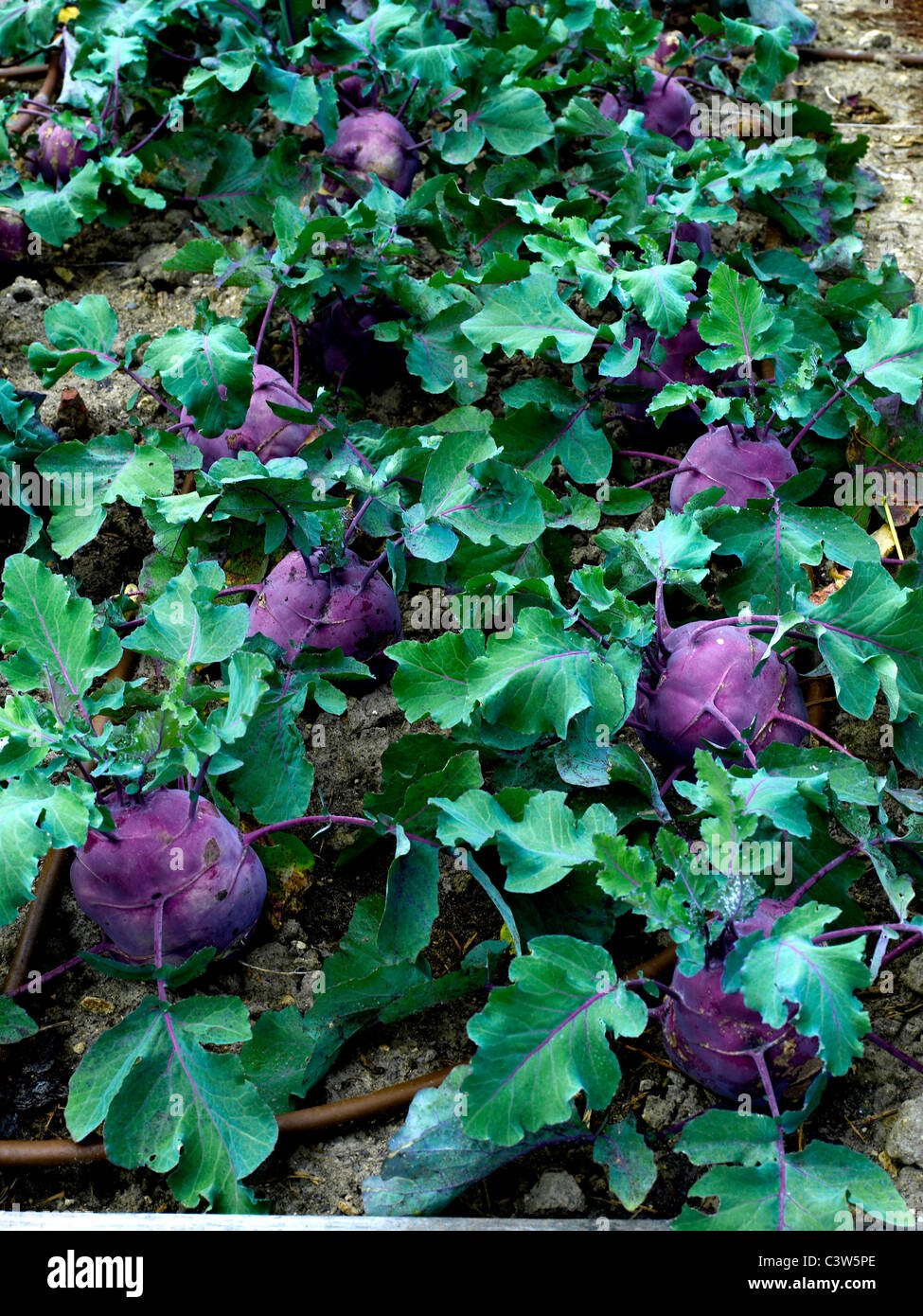 The Vegetable Garden at the Chateau du Rivau Stock Photo - Alamy