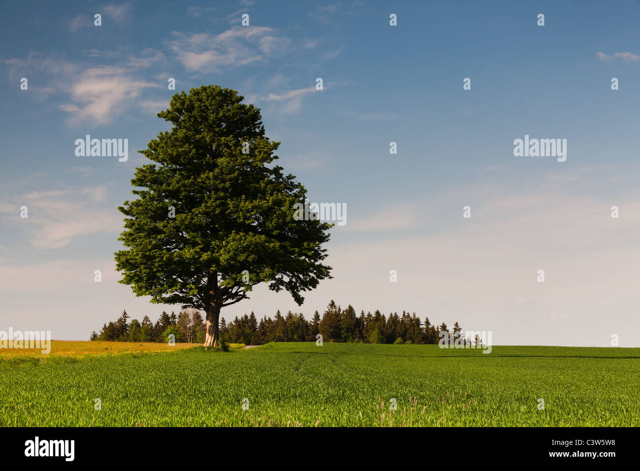 Lonely tree on the spring field Stock Photo - Alamy