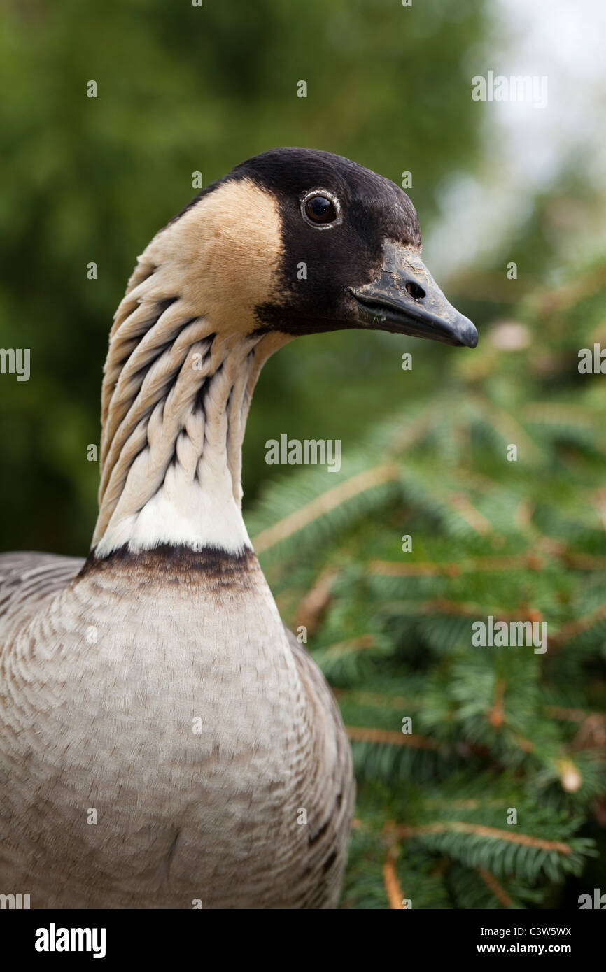 Hawaii ne ne or hawaiian goose branta hi-res stock photography and ...