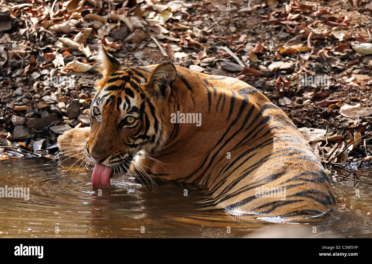 Tiger sitting and drinking water in a water hole in Ranthambhore Stock ...