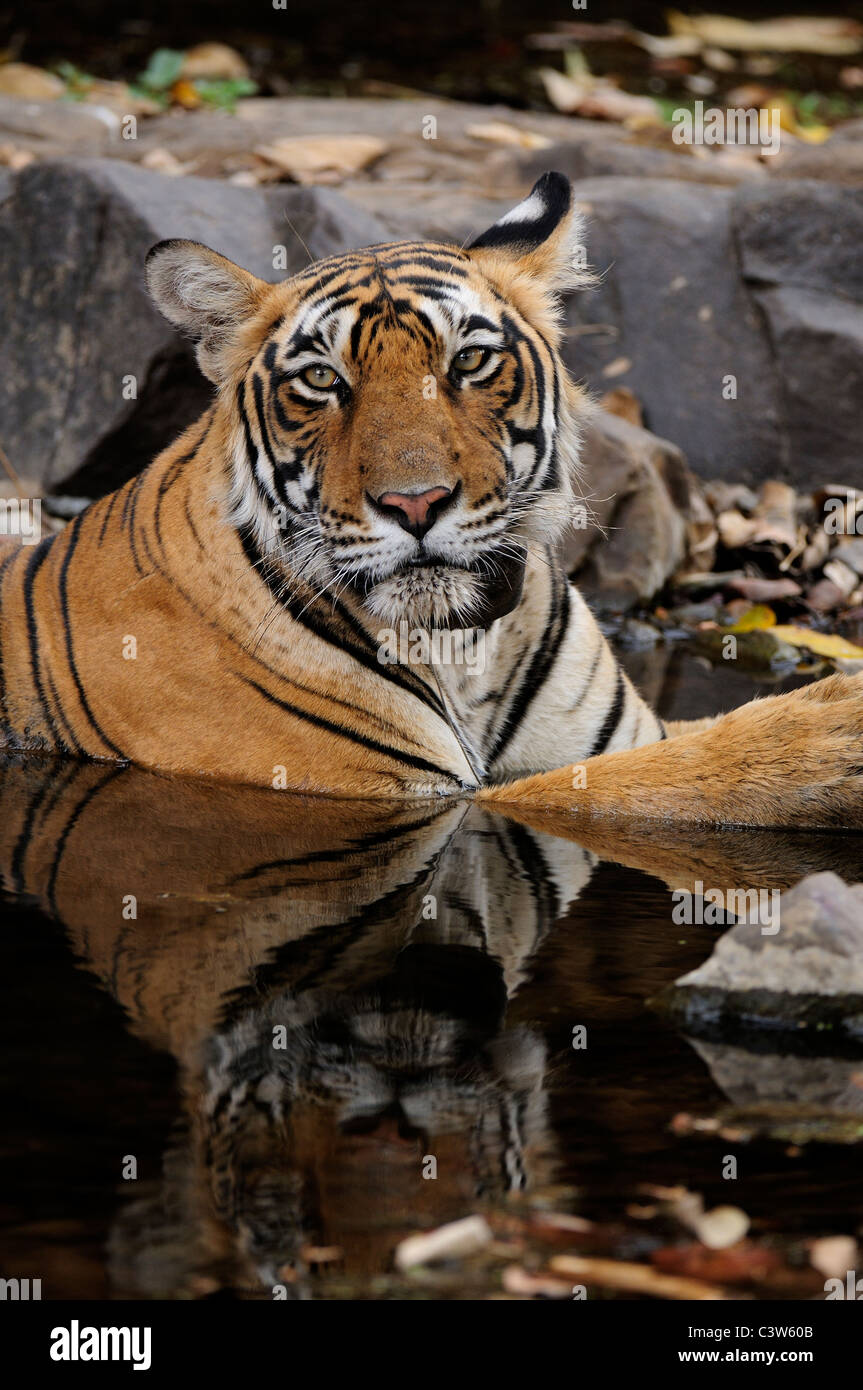 Wild tiger in a pool of water in Ranthambore tiger reserve Stock Photo ...