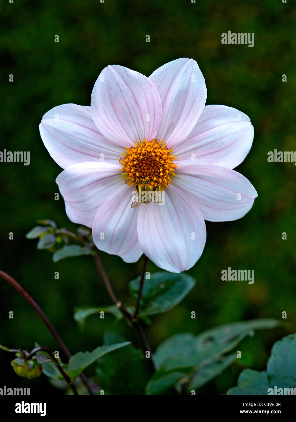 Corry hi-res stock photography and images - Alamy