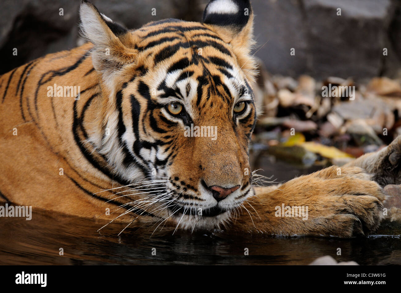 Tiger drinks water hi-res stock photography and images - Alamy