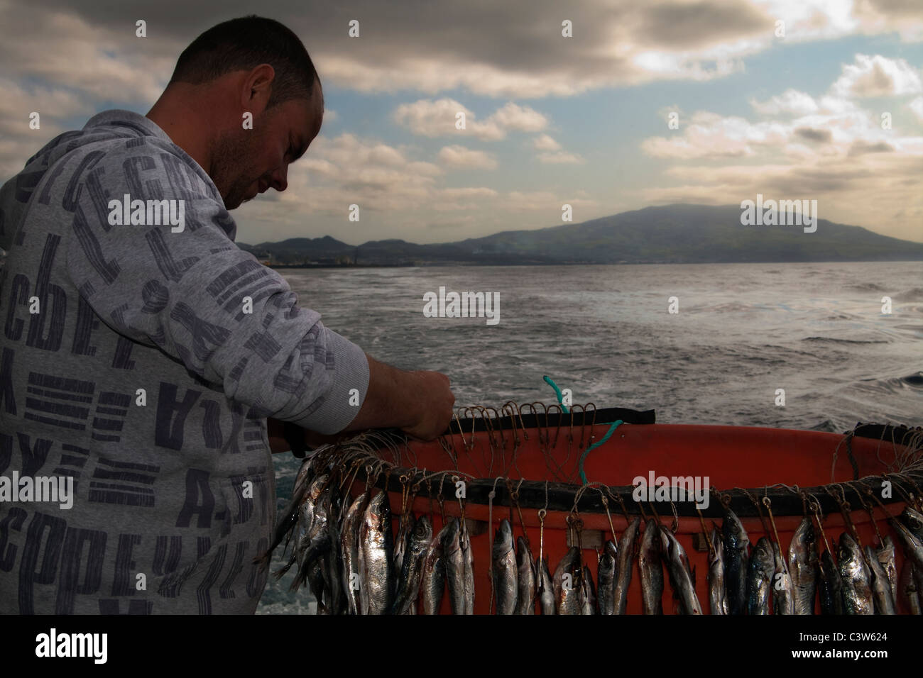 Azorean fishermen preparing sardine as bait for "white sword fish ...