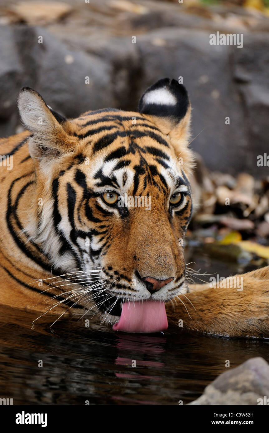 Wild tiger in a pool of water in Ranthambore tiger reserve Stock Photo ...
