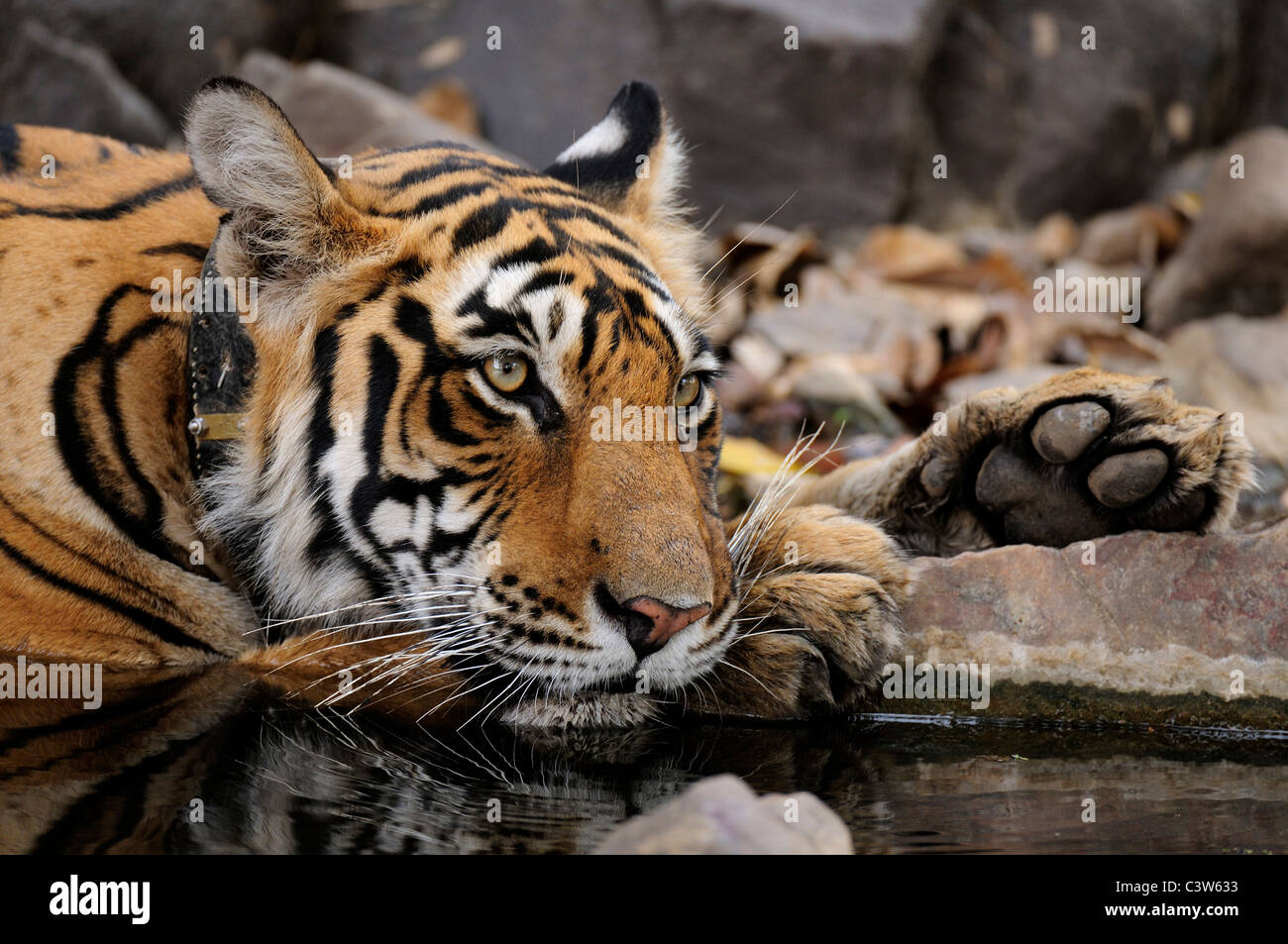 Wild tiger in a pool of water in Ranthambore tiger reserve Stock Photo ...