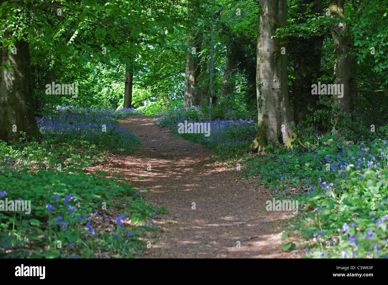 Path through a bluebell wood Stock Photo - Alamy