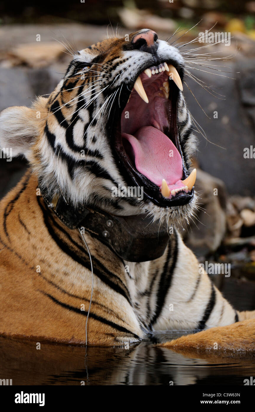 Wild tiger in a pool of water in Ranthambore tiger reserve Stock Photo ...