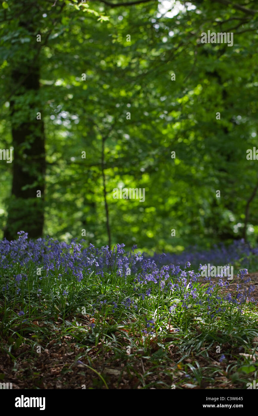 Bluebells in a Woodland Setting Stock Photo - Alamy