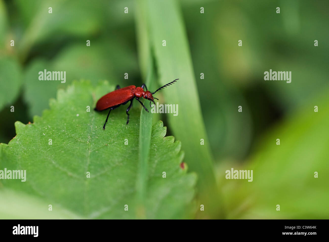 Red-Headed cardinal Beetle Stock Photo - Alamy
