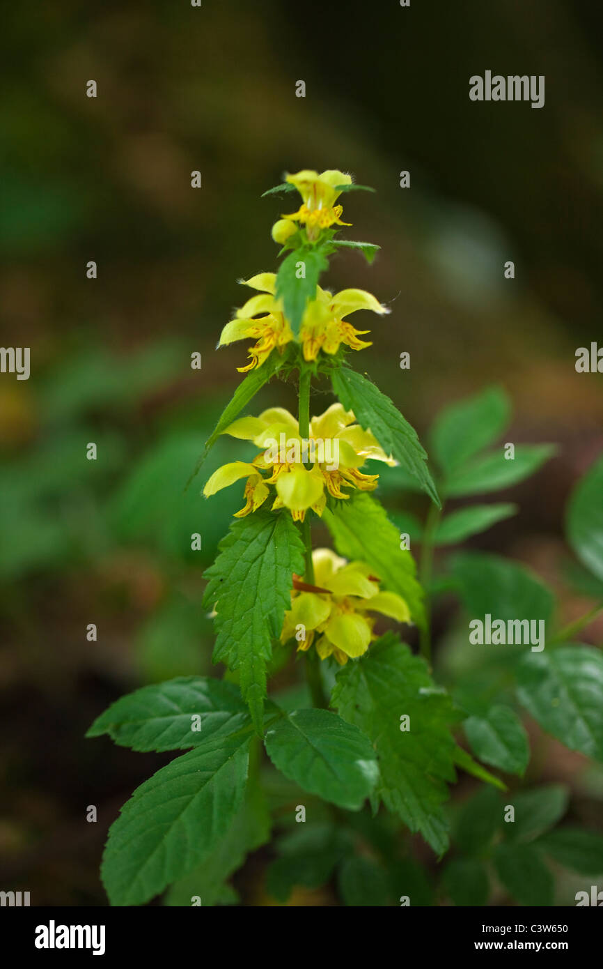 Golden dead nettle yellow archangel hi-res stock photography and images ...