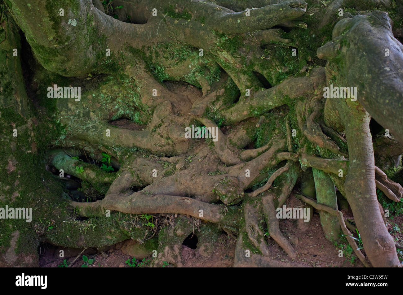 A Tangle of Exposed Tree roots Stock Photo - Alamy A Tangle of Exposed Tree roots Stock Photo - Alamy