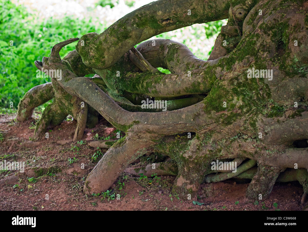 A Tangle of Exposed Tree roots Stock Photo - Alamy A Tangle of Exposed Tree roots Stock Photo - Alamy