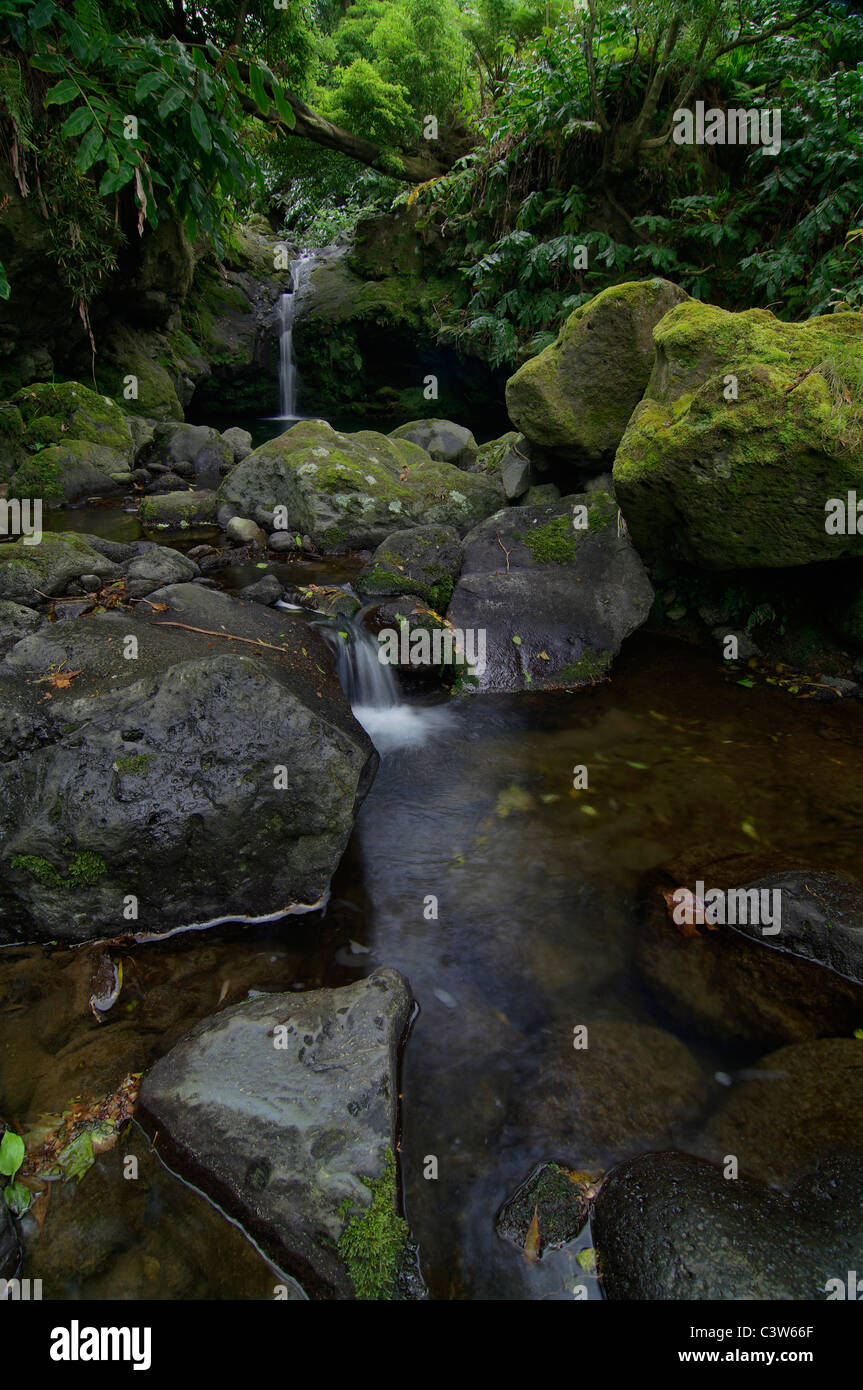 Luxurious waterfall surrounded by lush vegetation along a hiking trail ...