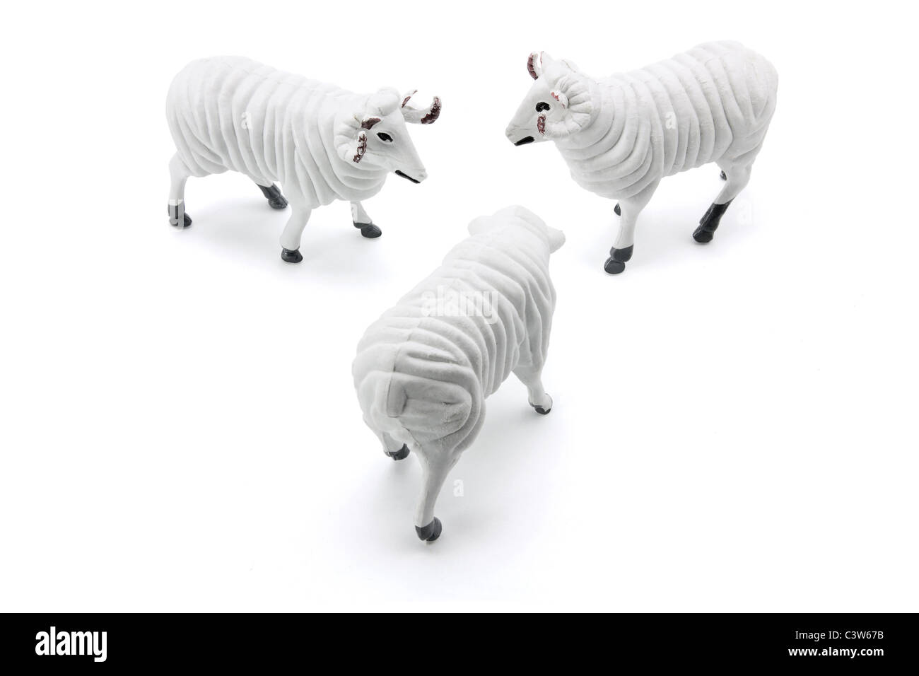 Merino rams hi-res stock photography and images - Alamy