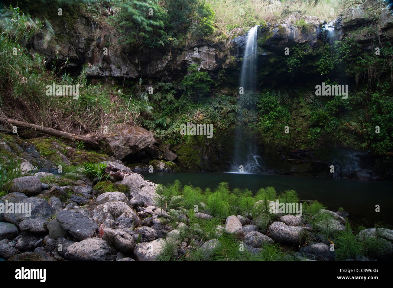 Cascade and natural pool with endemic plants as foreground in the ...