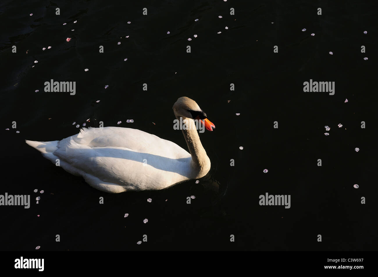 Mute swan standing in pond hi-res stock photography and images - Alamy
