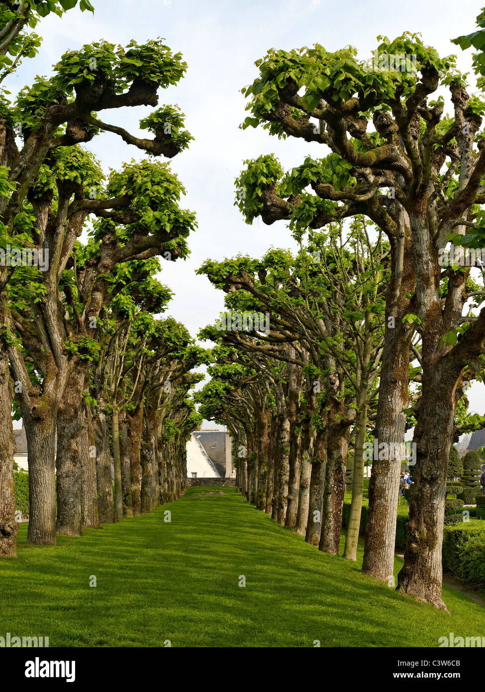 Polarded trees hi-res stock photography and images - Alamy