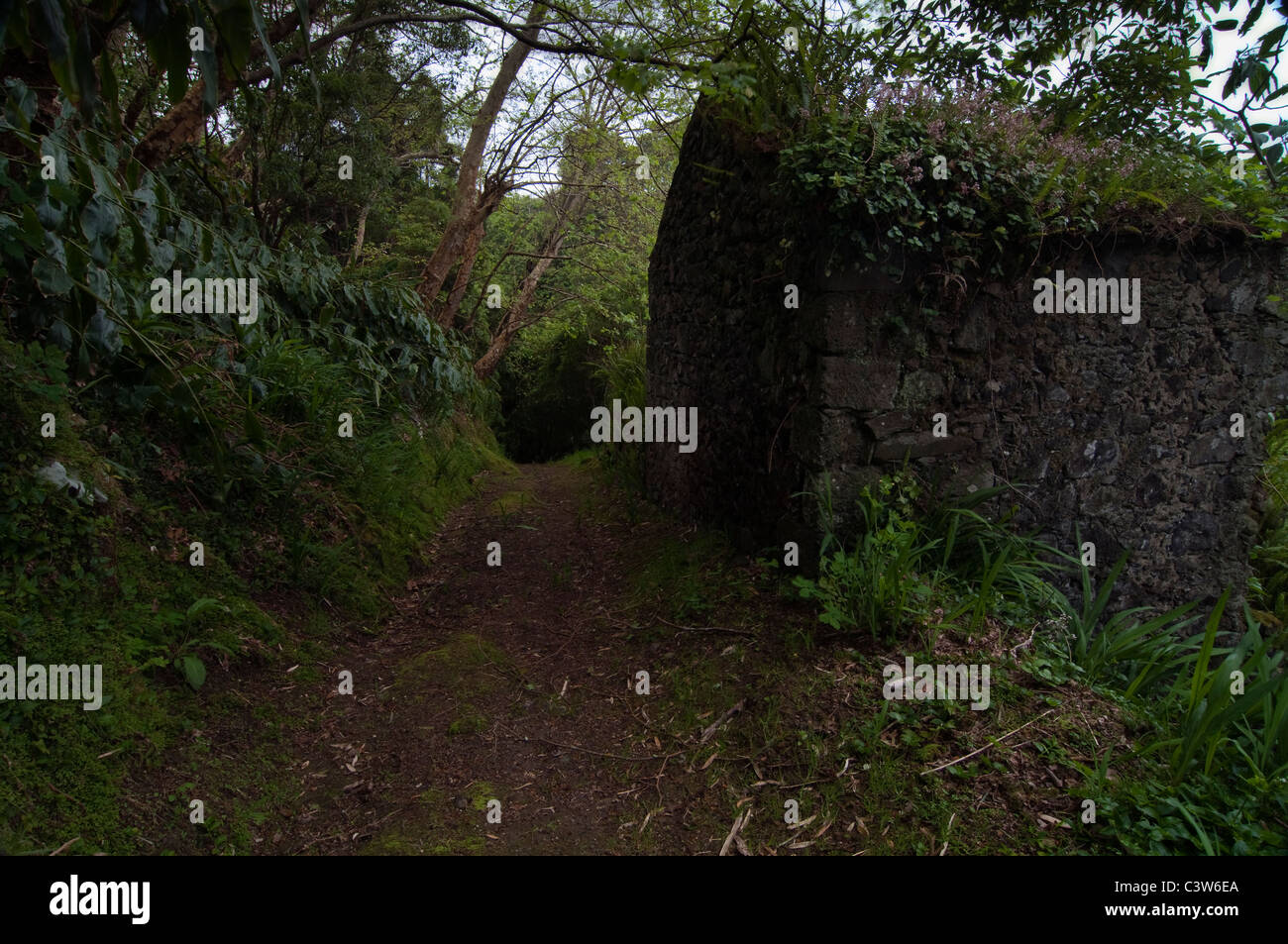 Mossy path azores hi-res stock photography and images - Alamy