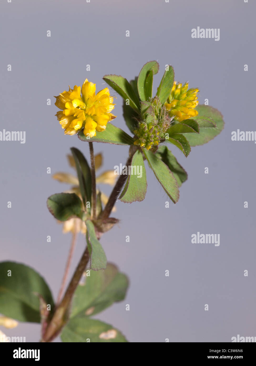 Black medick, Medicago lupulina, vertical portrait of yellow flowers ...