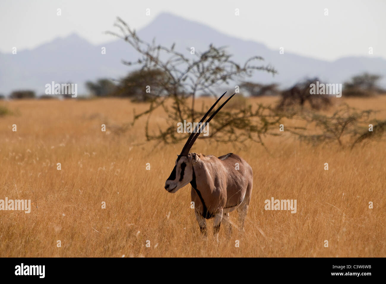 Oryx antelope, Awash national park, Ethiopia, Africa Stock Photo - Alamy
