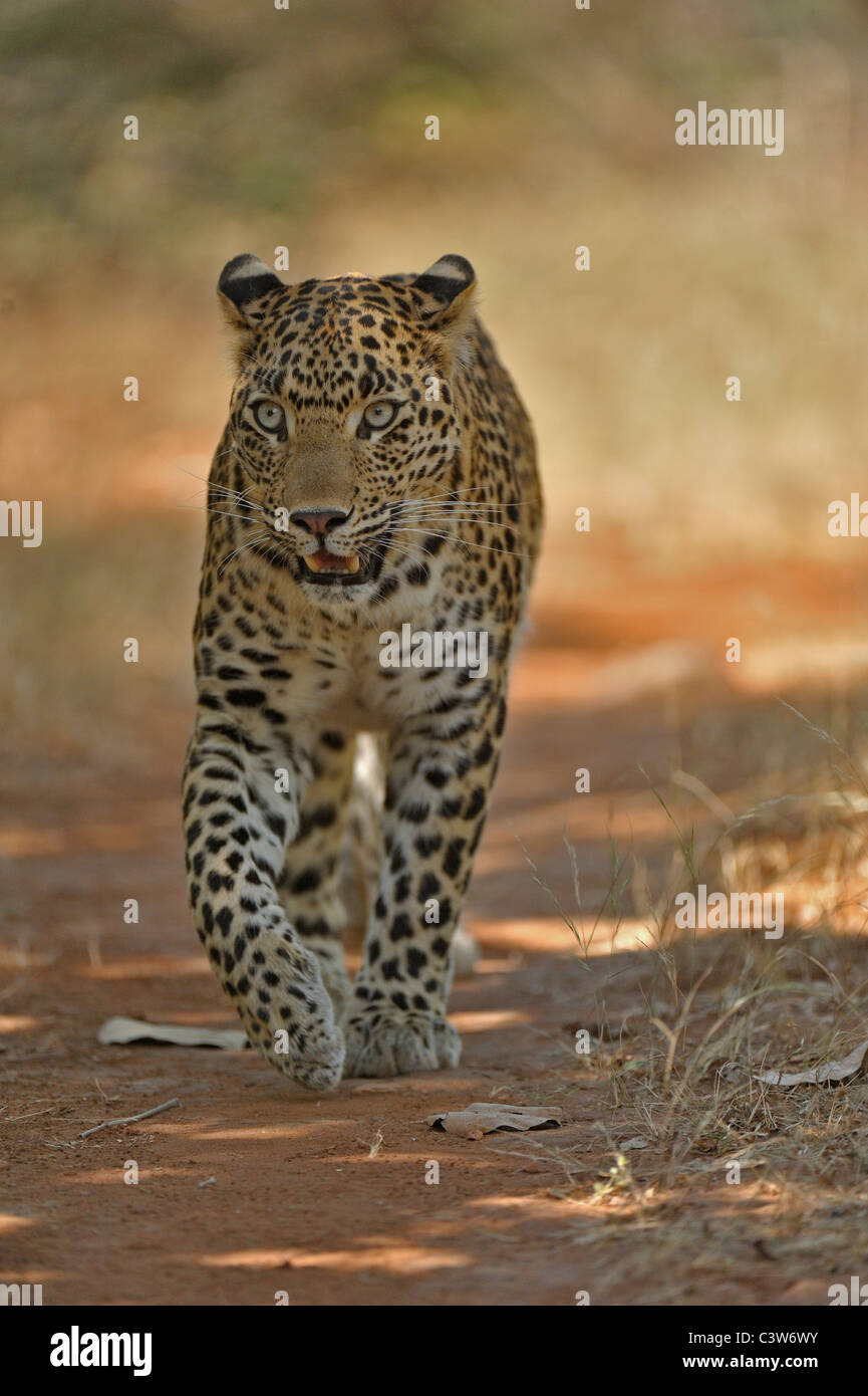 Panther tracks hi-res stock photography and images - Alamy