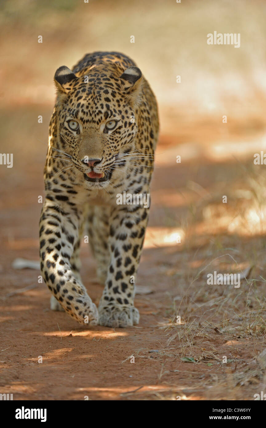 Panther tracks hi-res stock photography and images - Alamy