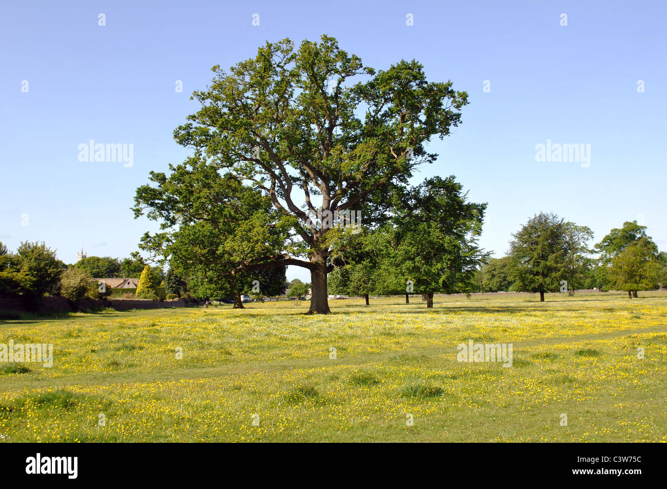 Minchinhampton Common, Gloucestershire, England, UK Stock Photo - Alamy