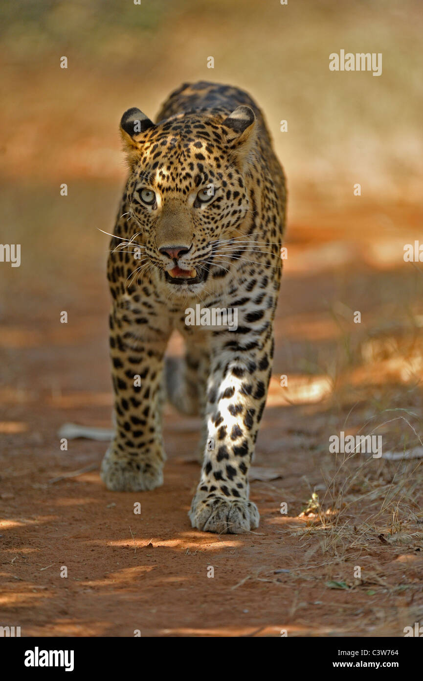 Panther tracks hi-res stock photography and images - Alamy