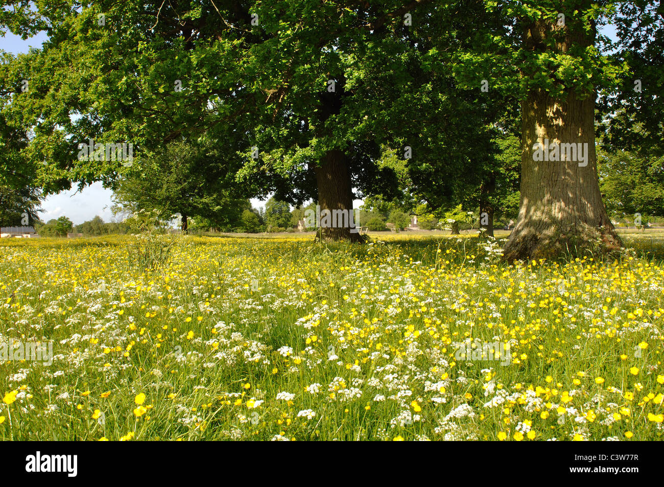 Wild flowers on Minchinhampton Common, Gloucestershire, England, UK ...