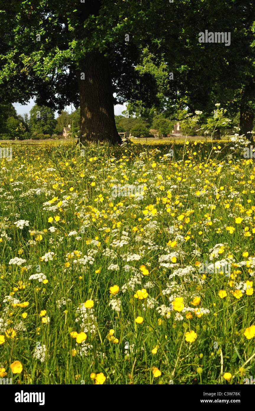 Common wild plants hi-res stock photography and images - Alamy