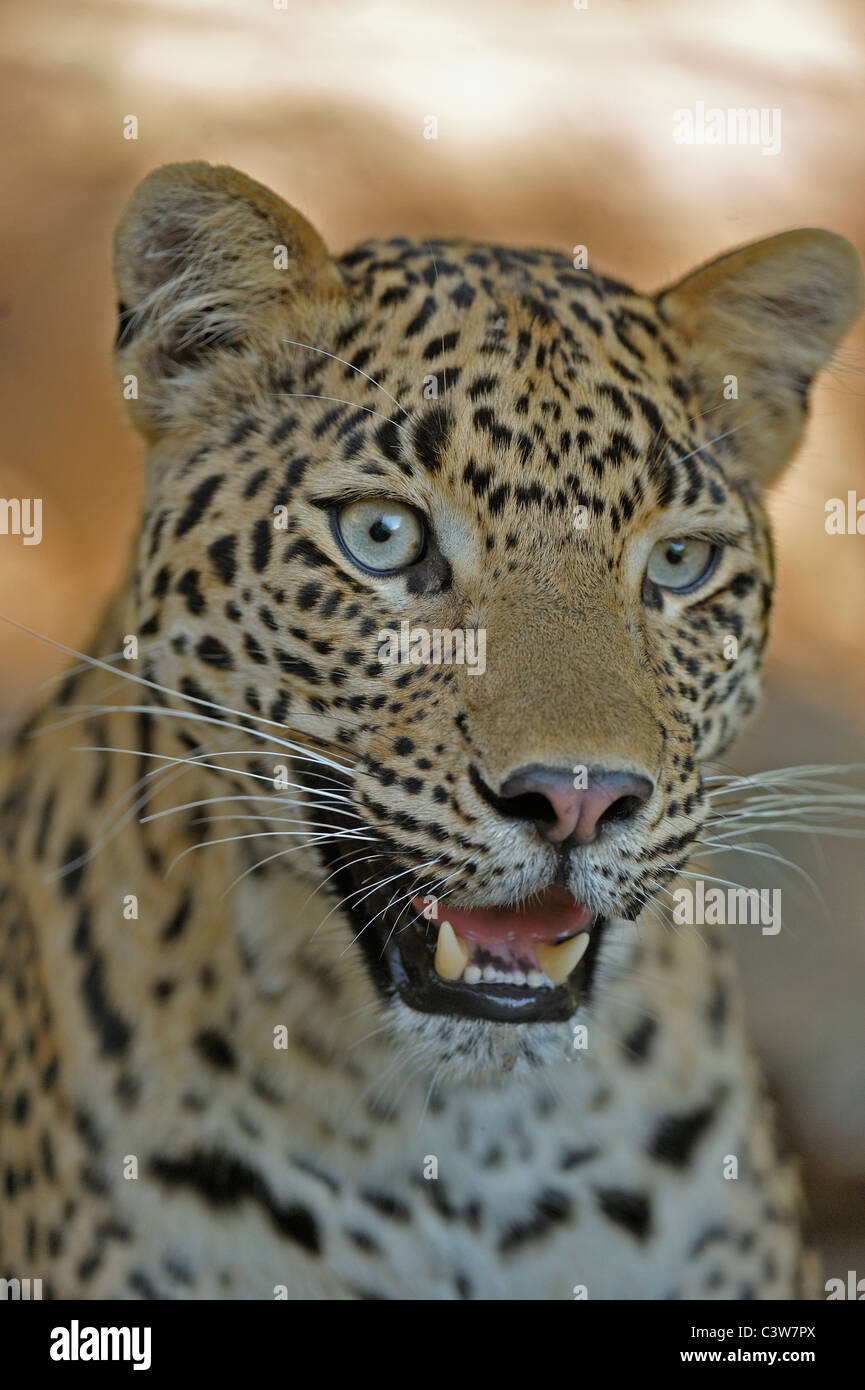 Leopards head hi-res stock photography and images - Alamy