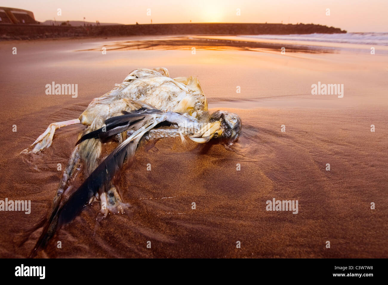 Dead Bulwer's Petrel on Canteras Beach at sunset. Photographed on Gran ...