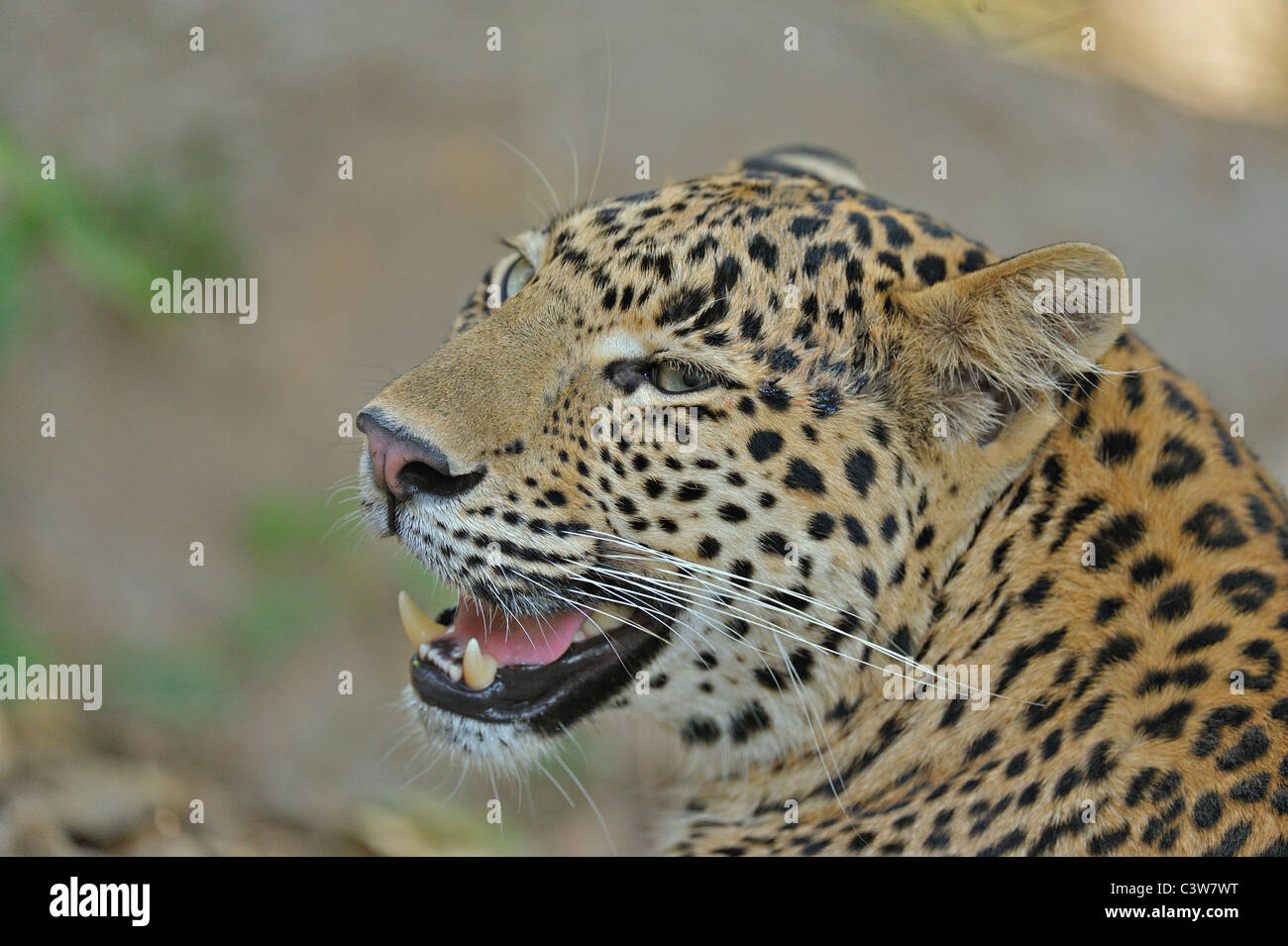 Close up of a leopards head in Ranthambhore tiger reserve Stock Photo ...