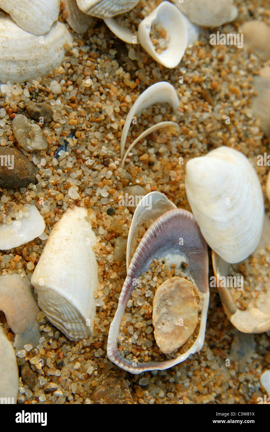 Close-up of sea shells on the beach. Golden sand background Stock Photo ...