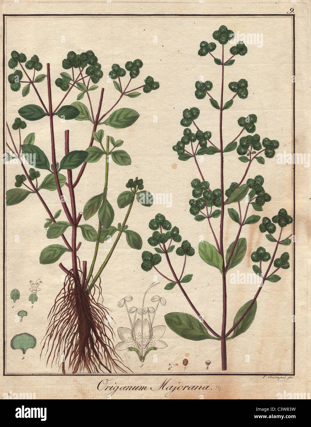 Marjoram, Origanum majorana Stock Photo - Alamy