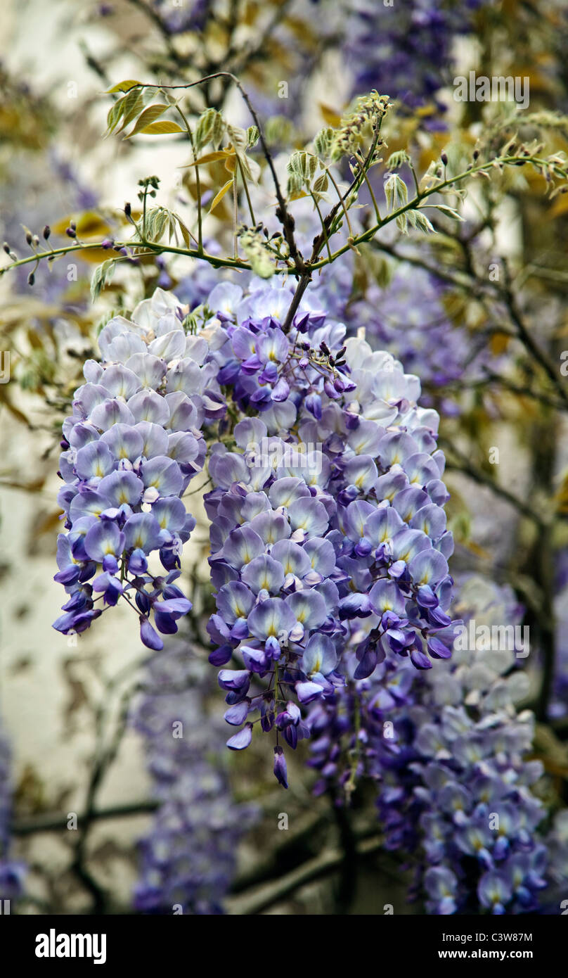Blue flowering wisteria in spring Stock Photo - Alamy