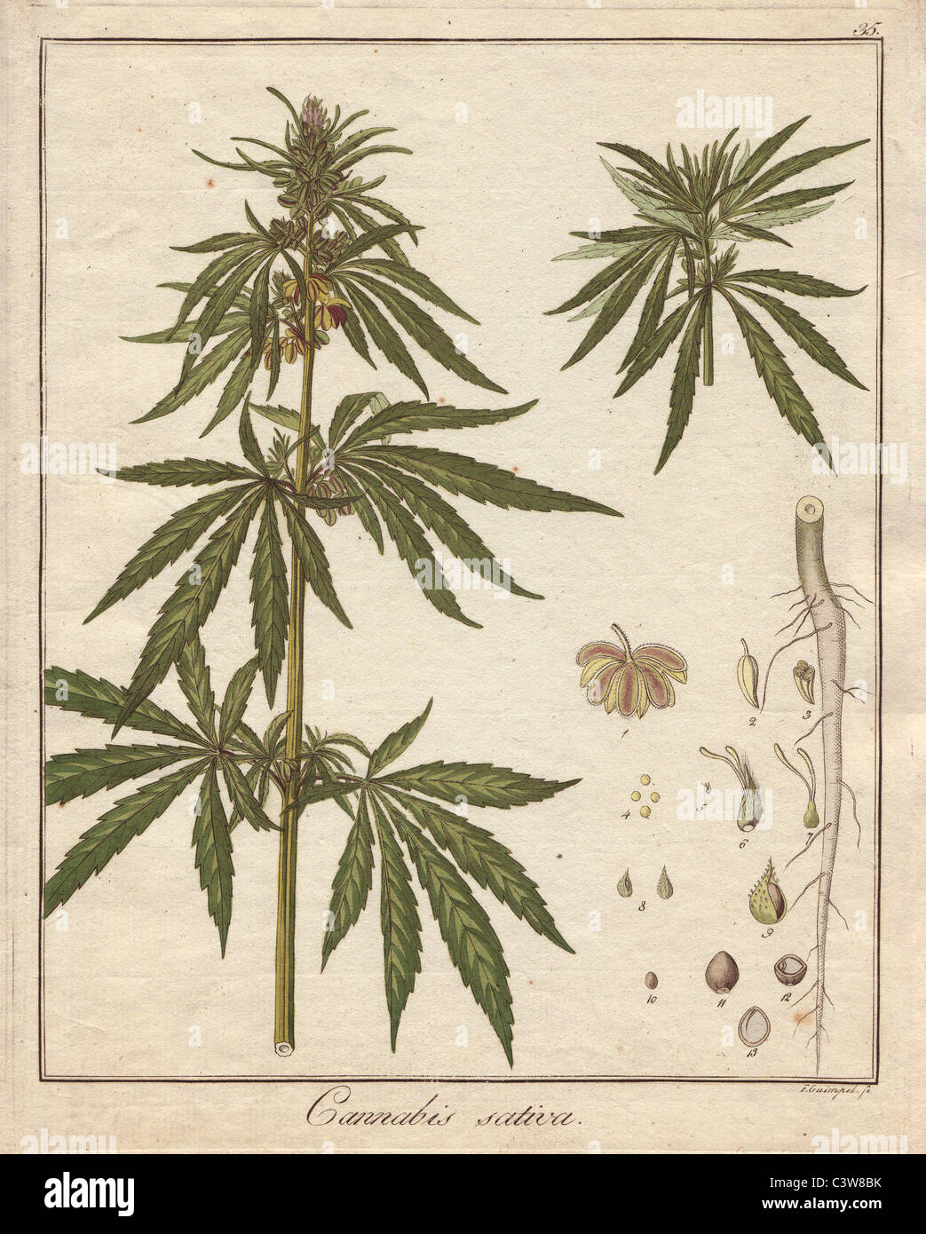 Cannabis plant, Cannabis sativa Stock Photo - Alamy Cannabis plant, Cannabis sativa Stock Photo - Alamy
