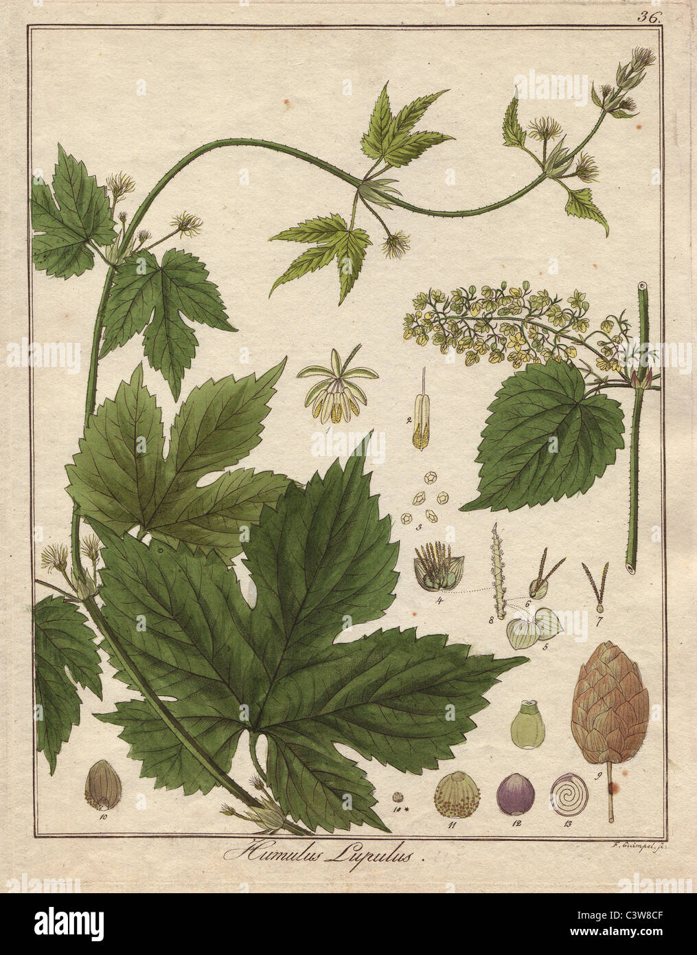 Hops, Humulus lupulus Stock Photo - Alamy