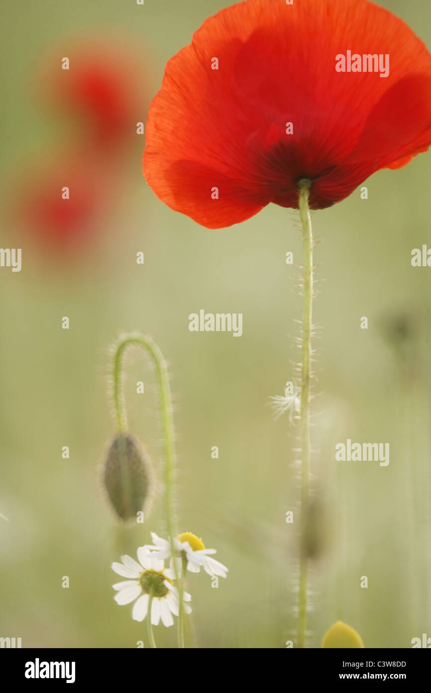 Close-up picture of the stem and red flower of a common poppy Stock ...
