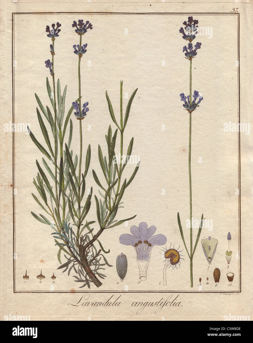 Lavender, Lavandula angustifolia Stock Photo - Alamy